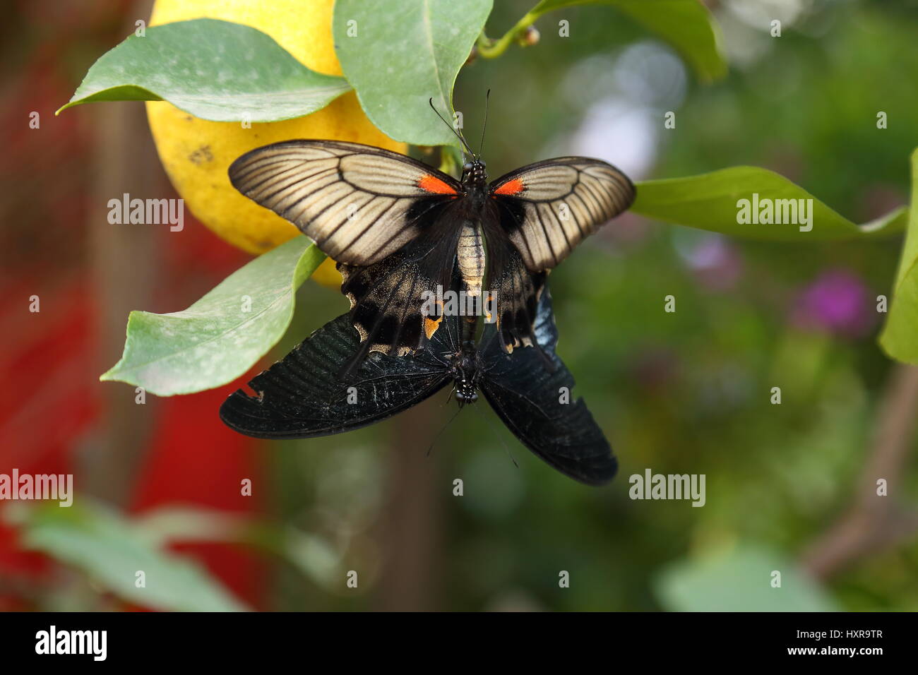 Rome, Italy. 29th Mar, 2017. A butterfly in the Butterfly House, which ...