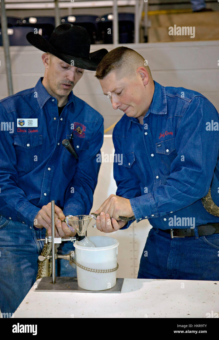 Jaycee volunteer snake handlers milk a western diamondback rattler ...