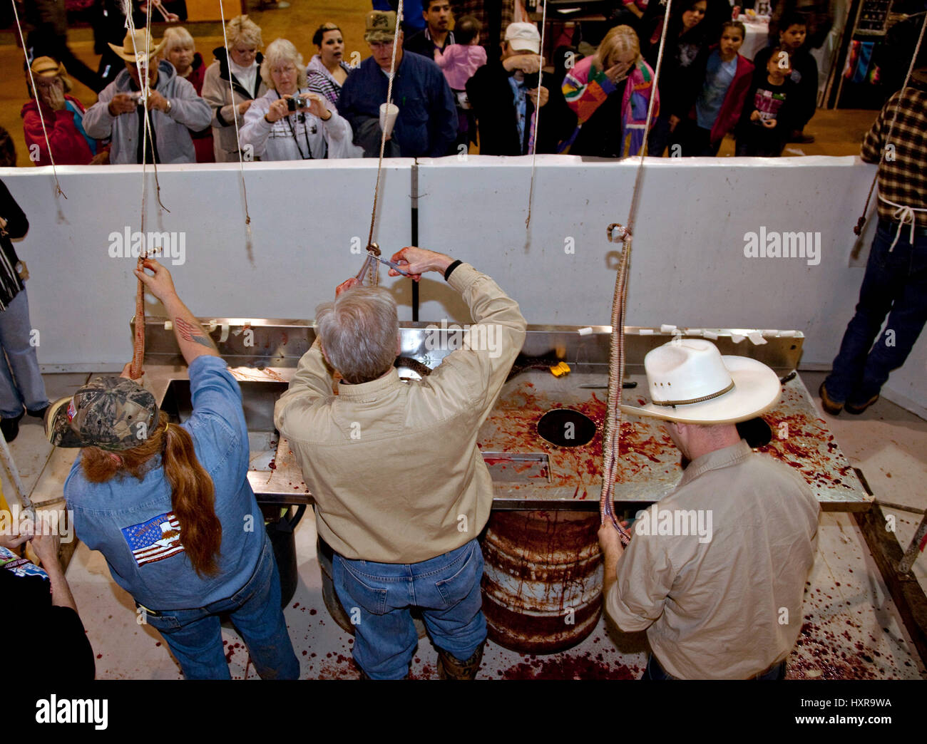 Jaycee volunteers snake handlers process western diamondback rattlers ...