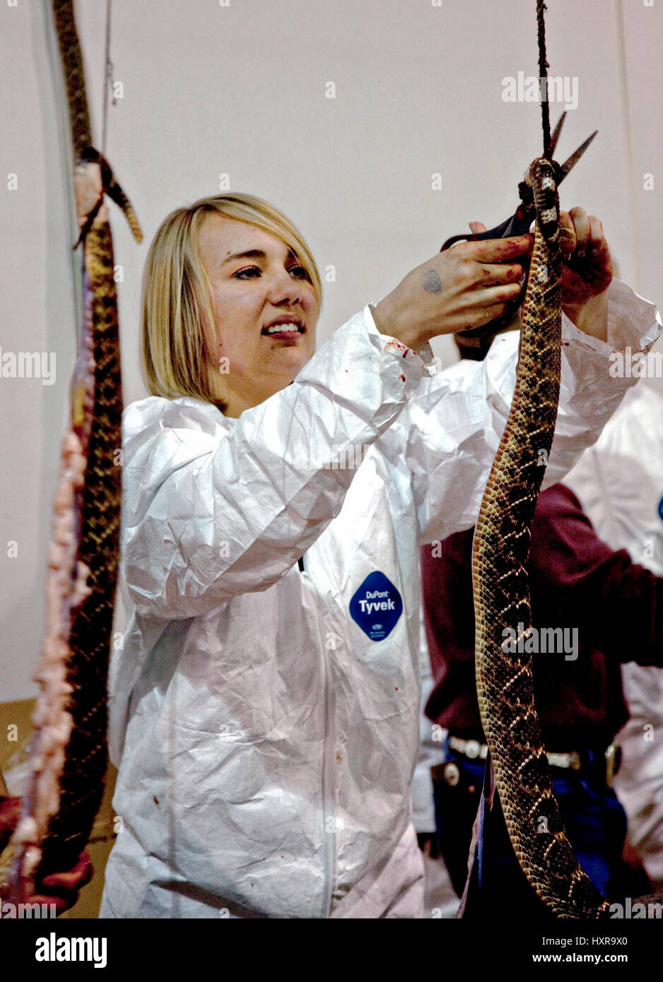 A Jaycee volunteer snake handler process a western diamondback rattler ...