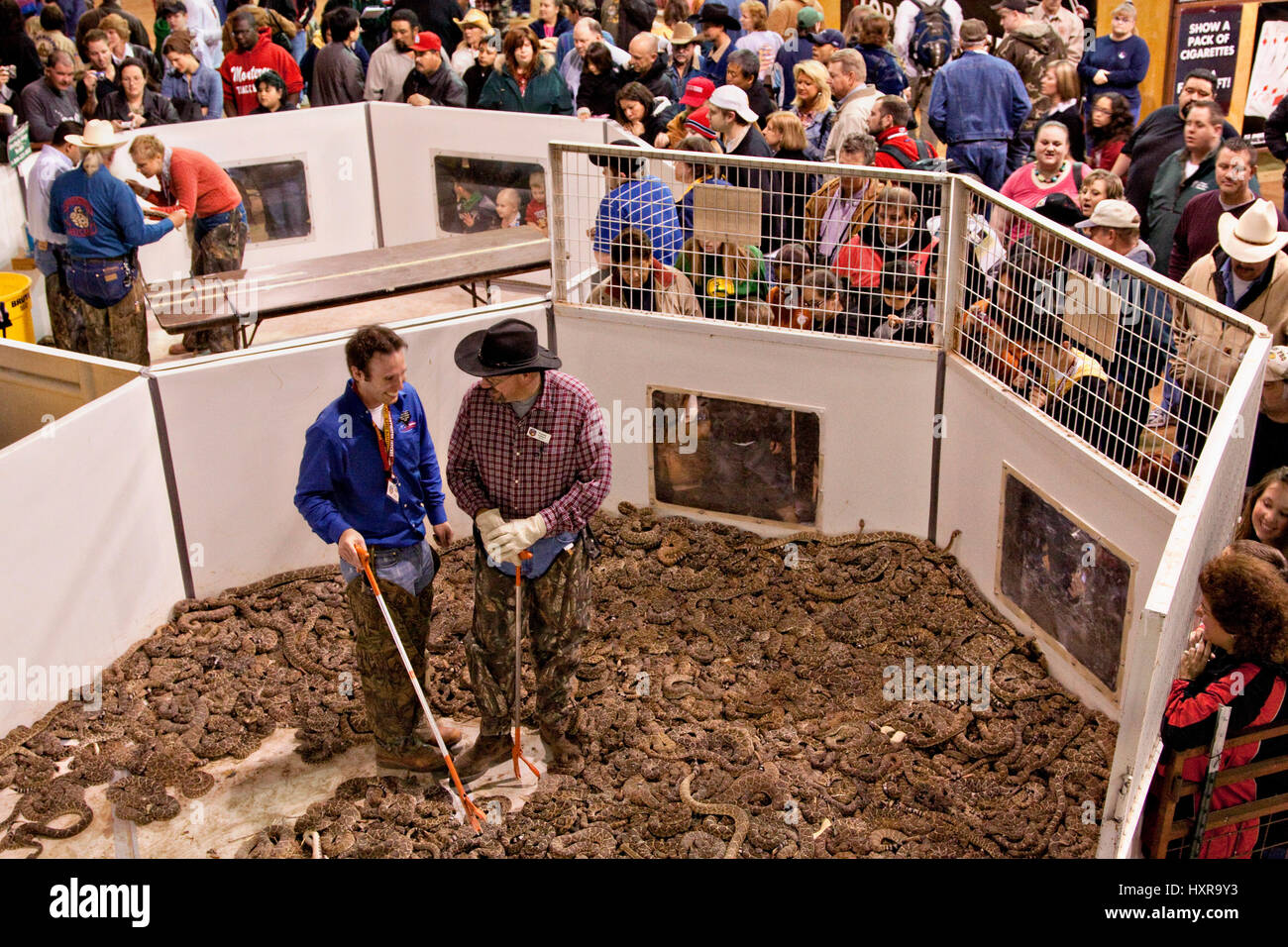 Jaycee volunteer snake handlers work the western diamondback ...