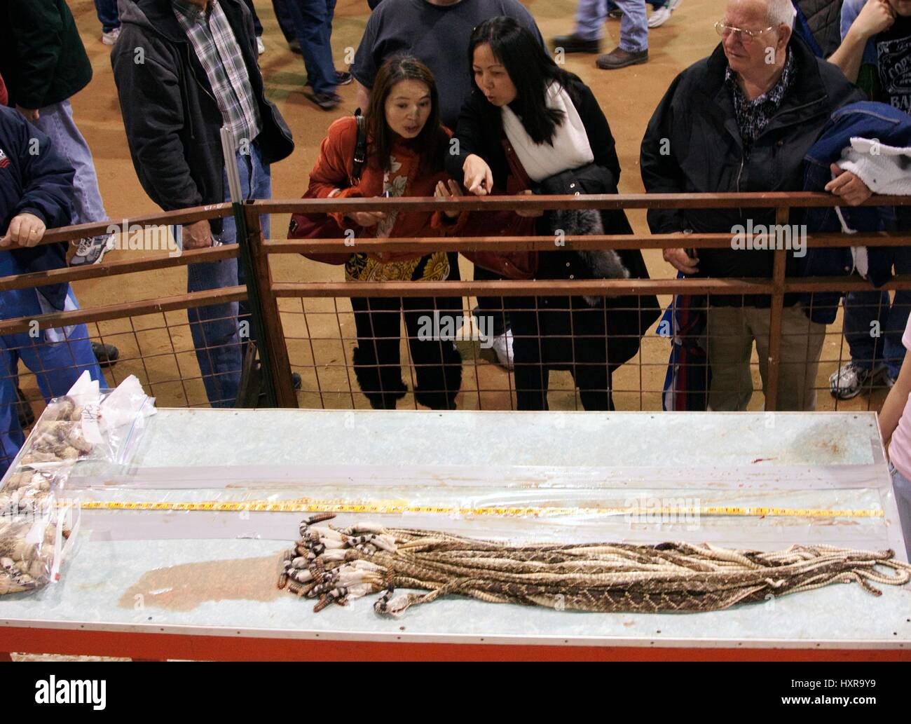 Spectators view dozens of western diamondback rattlesnake skins during ...