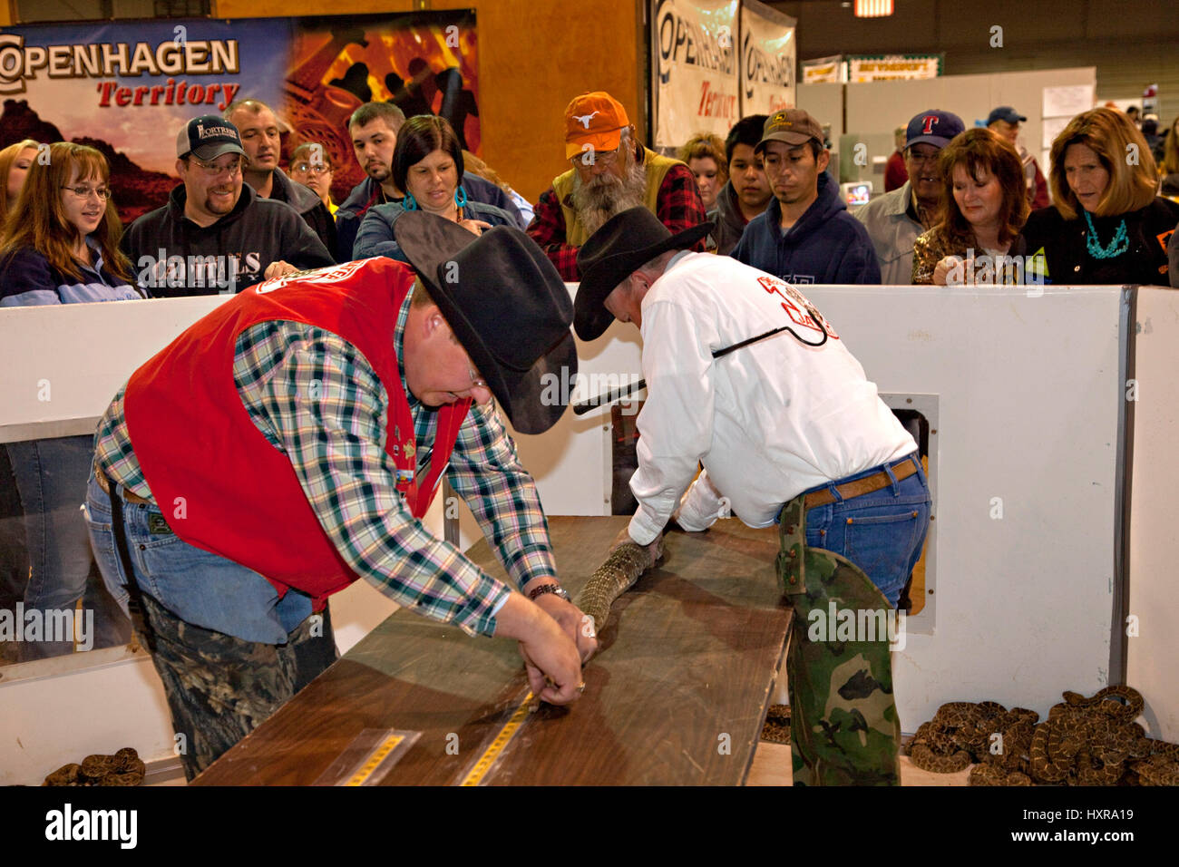 A Jaycee volunteer snake handlers measure a western diamondback ...