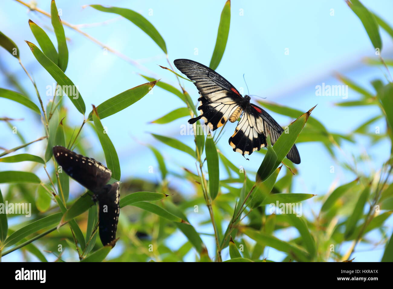 Rome, Italy. 29th Mar, 2017. A butterfly in the Butterfly House, which ...