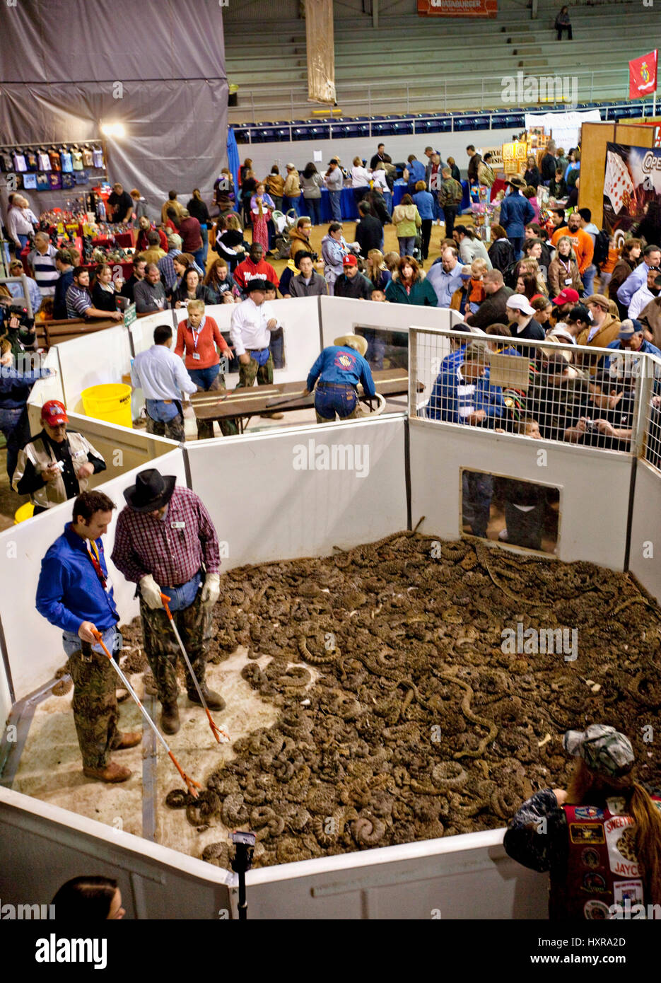Volunteer snake handlers in snake pits filled with western diamondback ...