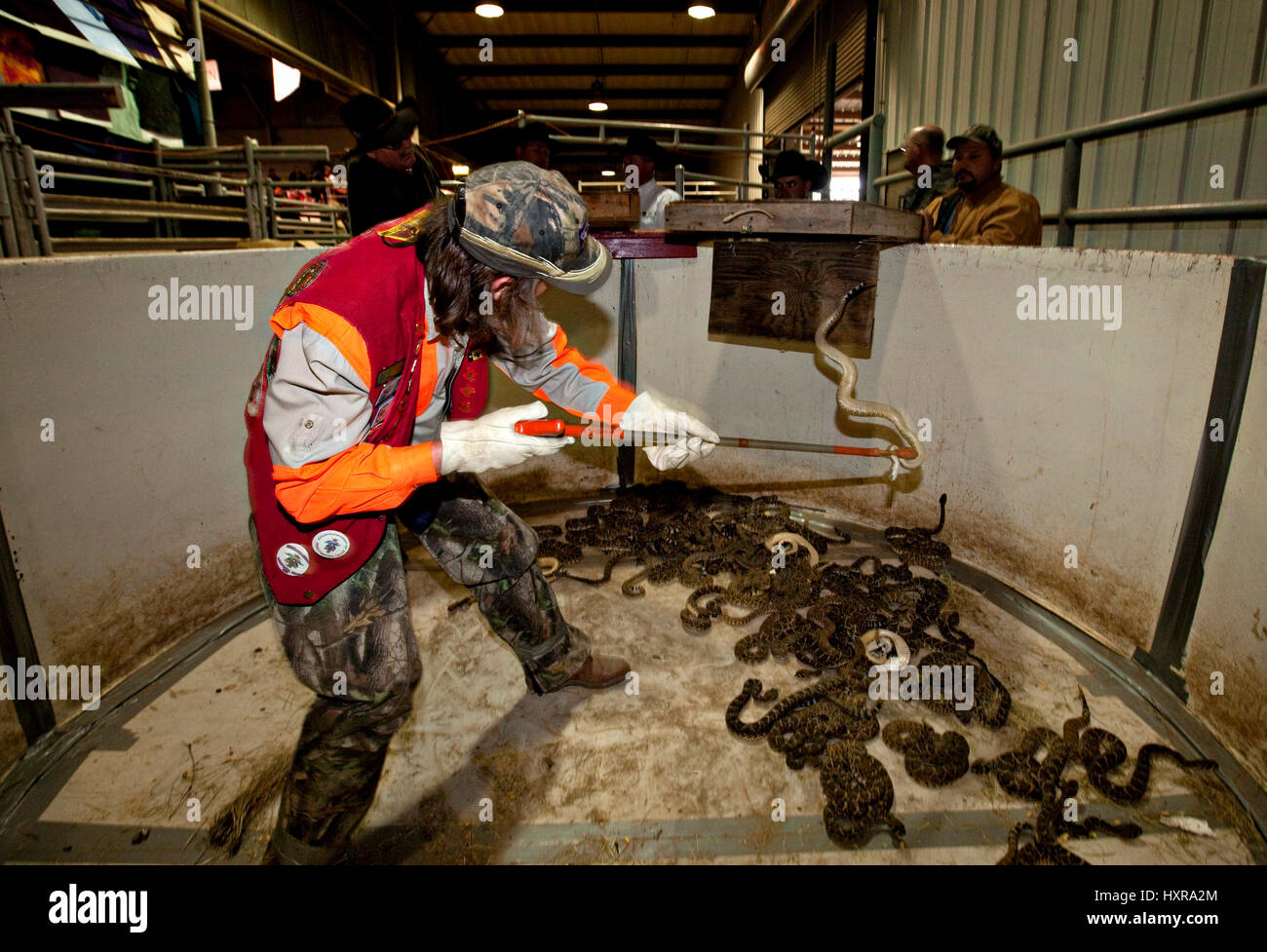 Snake handler rattlesnake hi-res stock photography and images - Alamy
