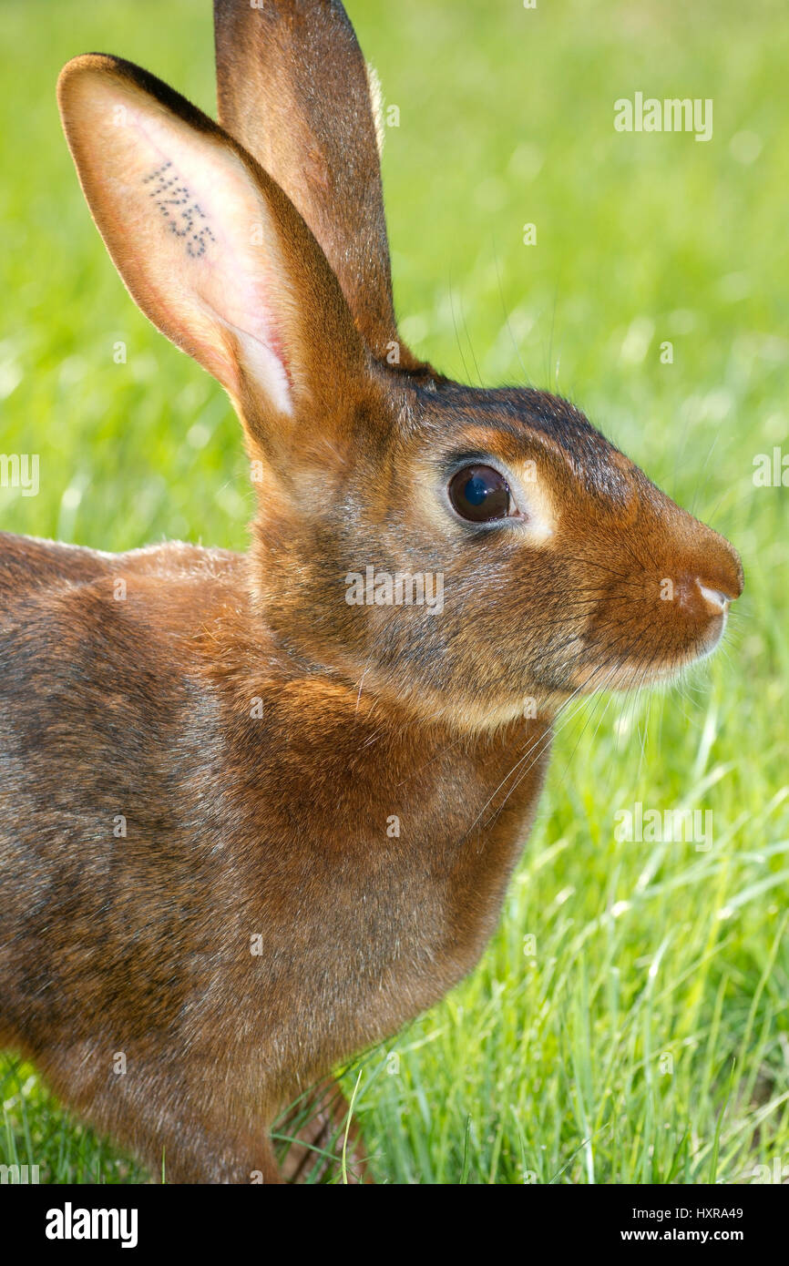 Hare's rabbits red-brown, Hasenkaninchen rotbraun Stock Photo - Alamy
