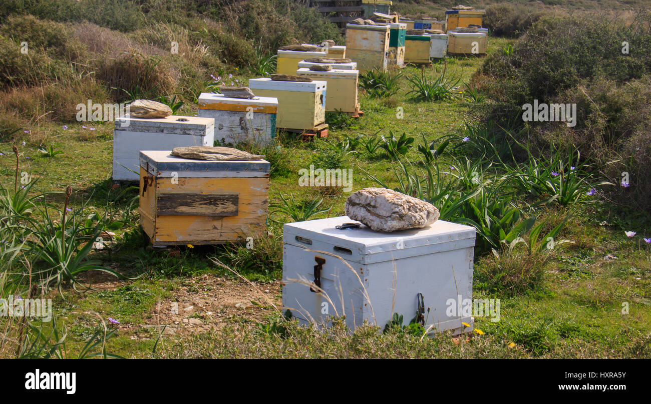 Group of honey bee hives in the countryside Stock Photo - Alamy