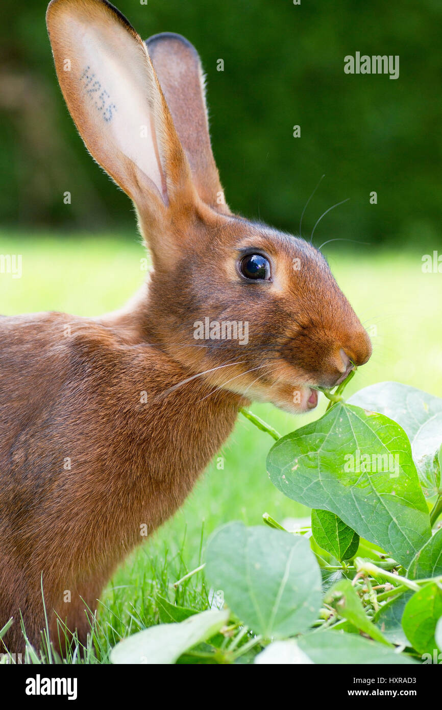Eats rabbits hi-res stock photography and images - Alamy