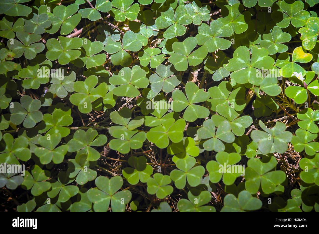 Wild clover covers the forest floor Stock Photo - Alamy