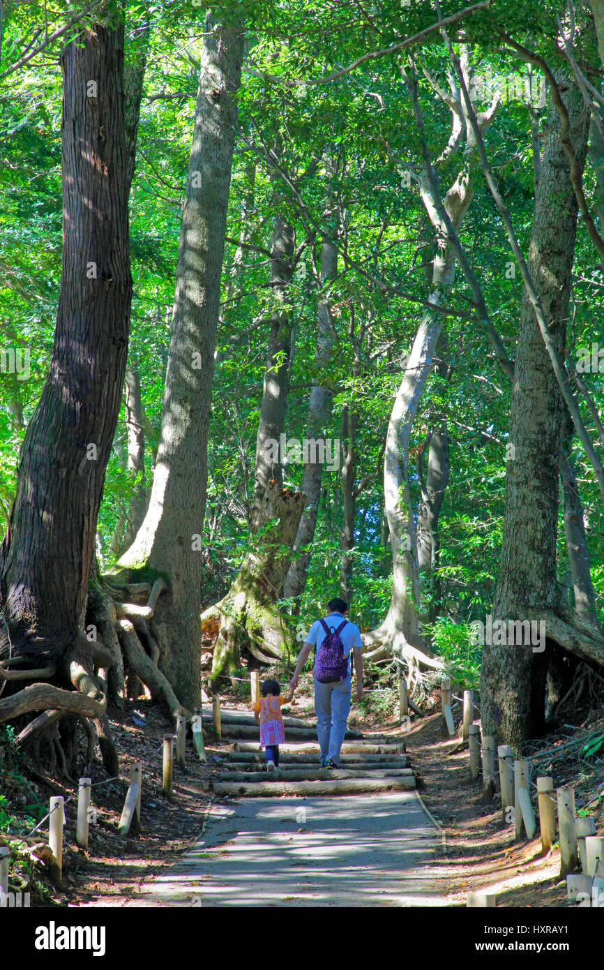 Mount takao forest hi-res stock photography and images - Alamy