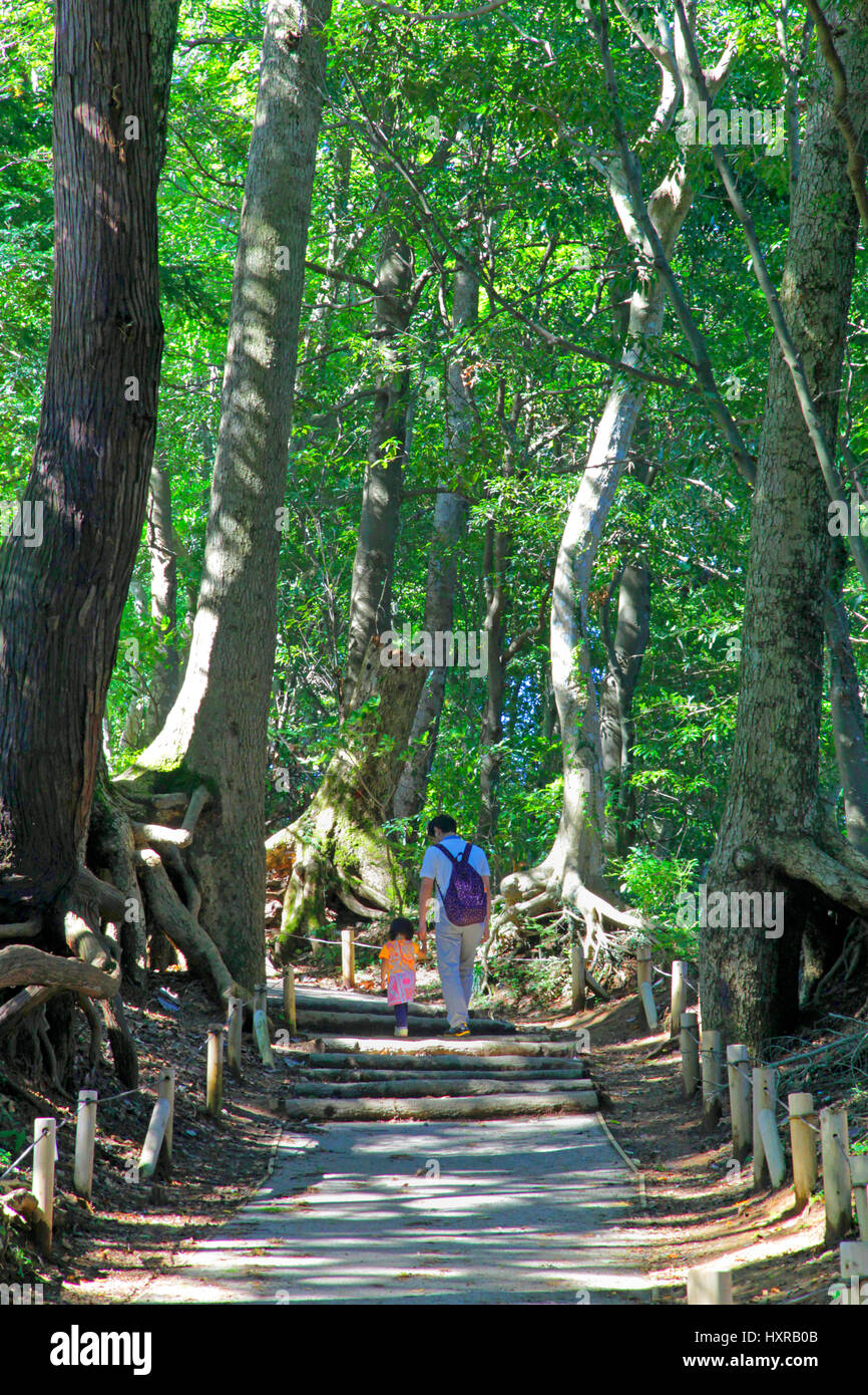 Mount takao forest hi-res stock photography and images - Alamy