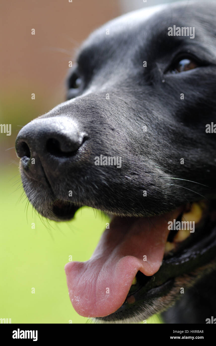 Schwarzer labrador hi-res stock photography and images - Alamy