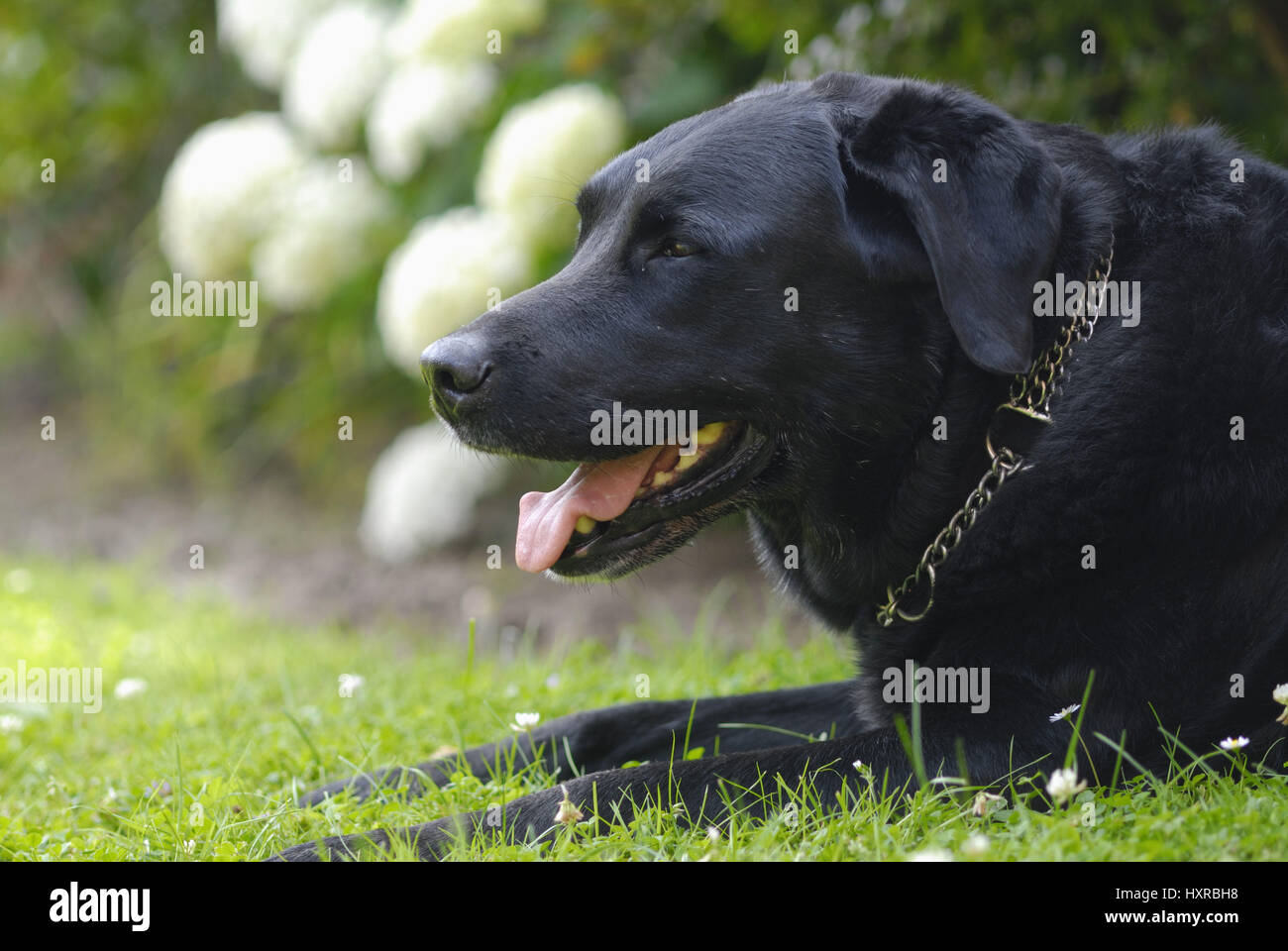 Schwarzer labrador hi-res stock photography and images - Alamy