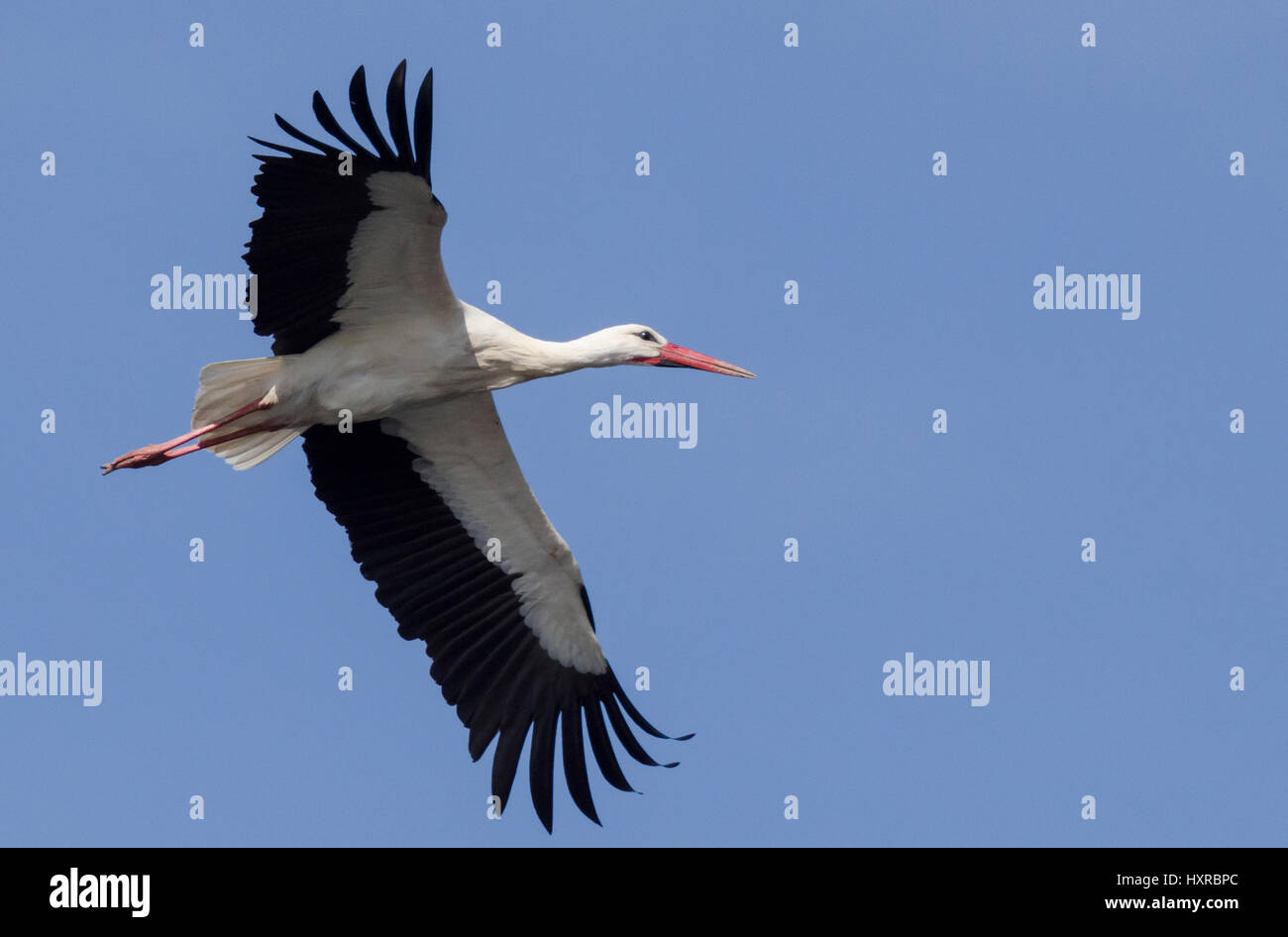 Stork caceres extremadura spain hi-res stock photography and images - Alamy