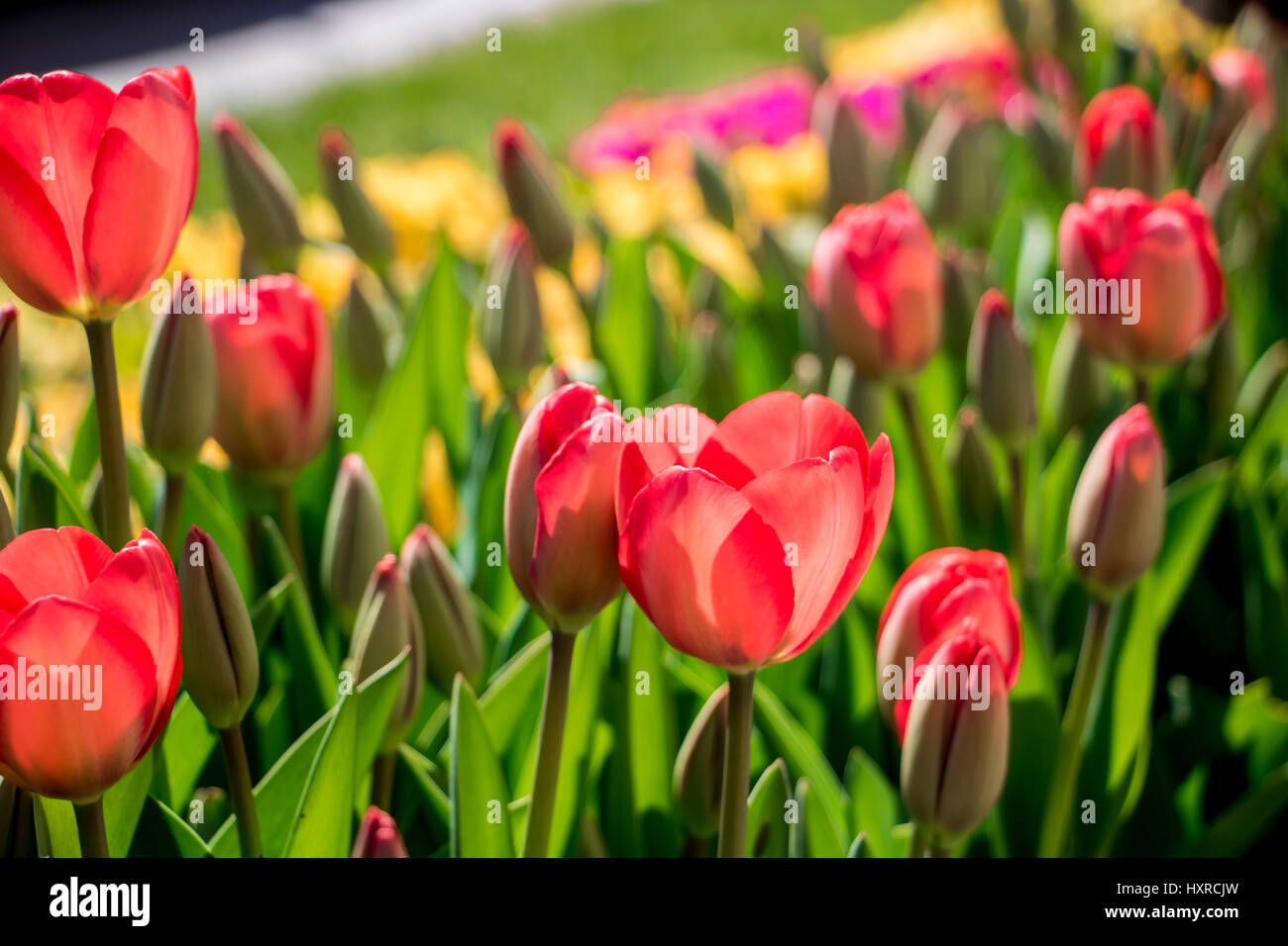 Spring flowers and plants hi-res stock photography and images - Alamy