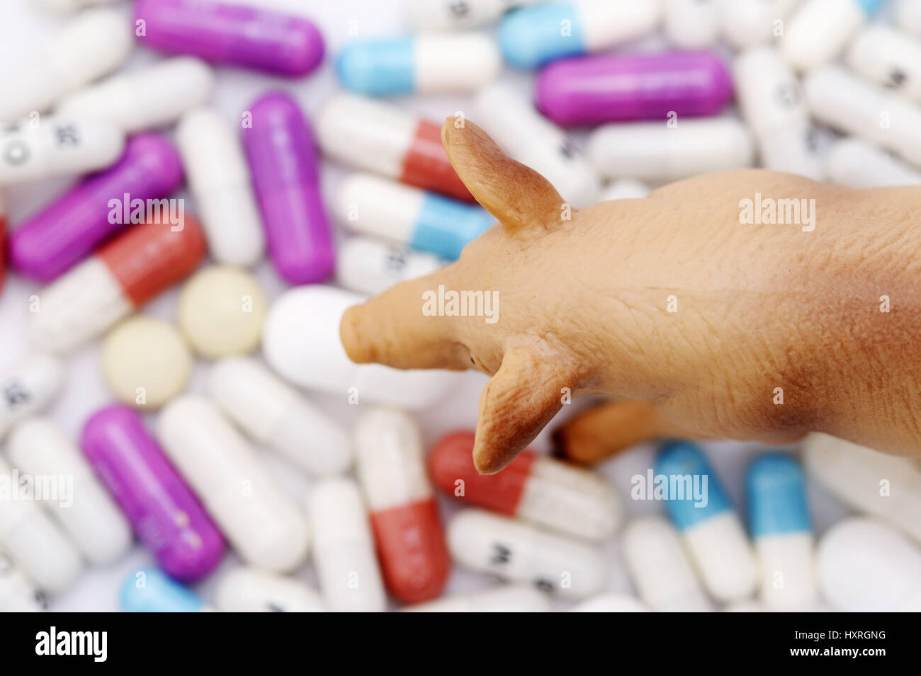Miniature pig on tablets, symbolic photo for loaded pork ...