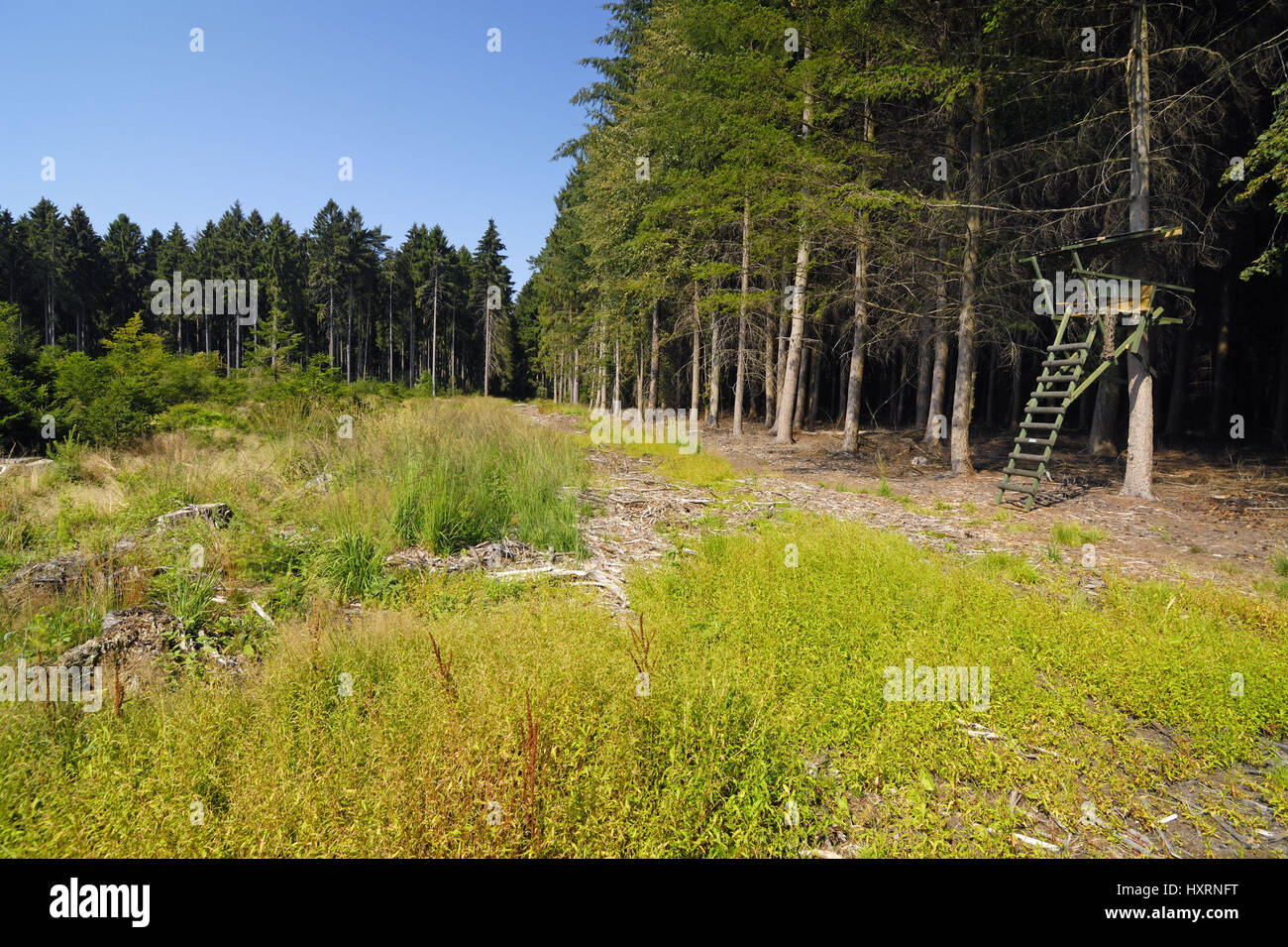 Sachsenwald High Resolution Stock Photography and Images - Alamy