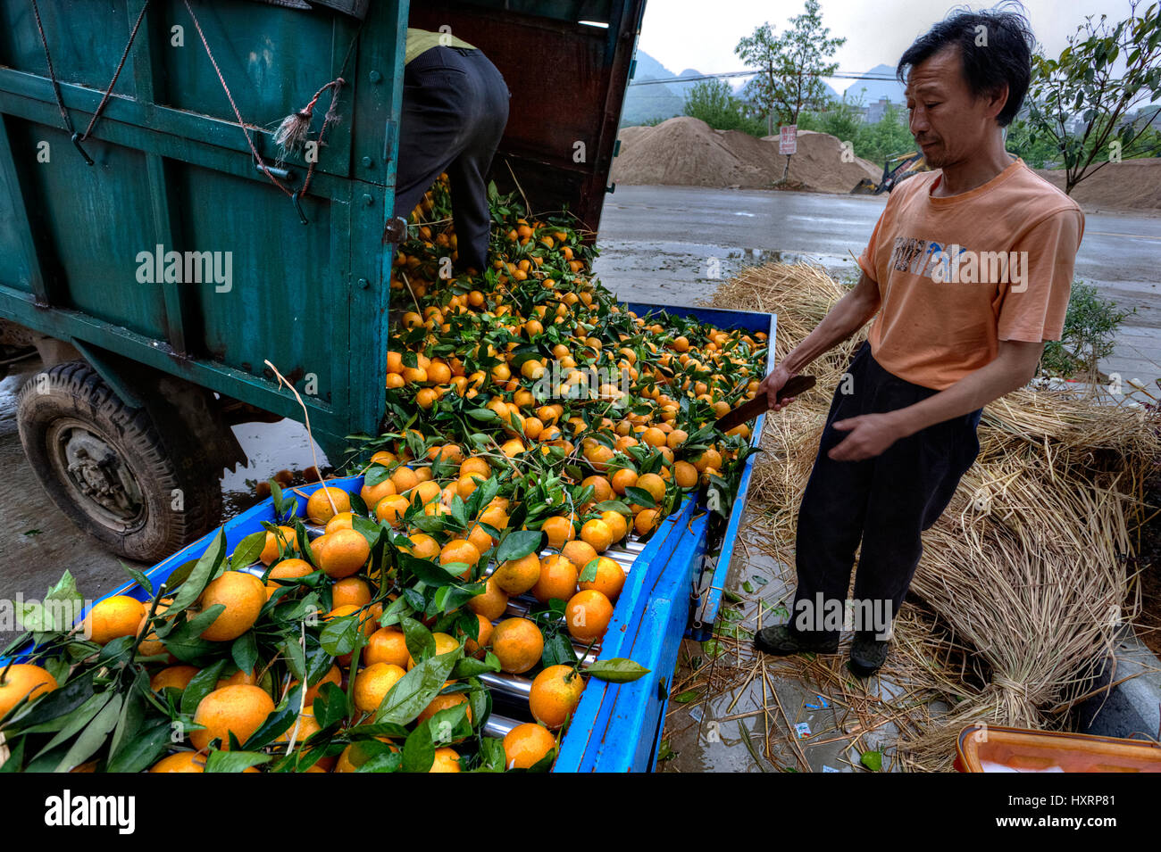 Chinese production of citrus hi-res stock photography and images - Alamy