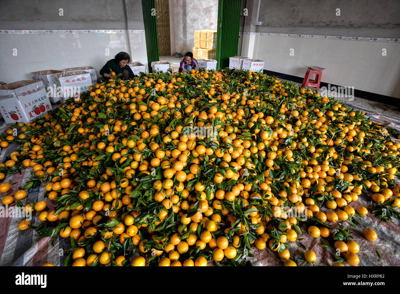 Chinese sorts oranges hi-res stock photography and images - Alamy