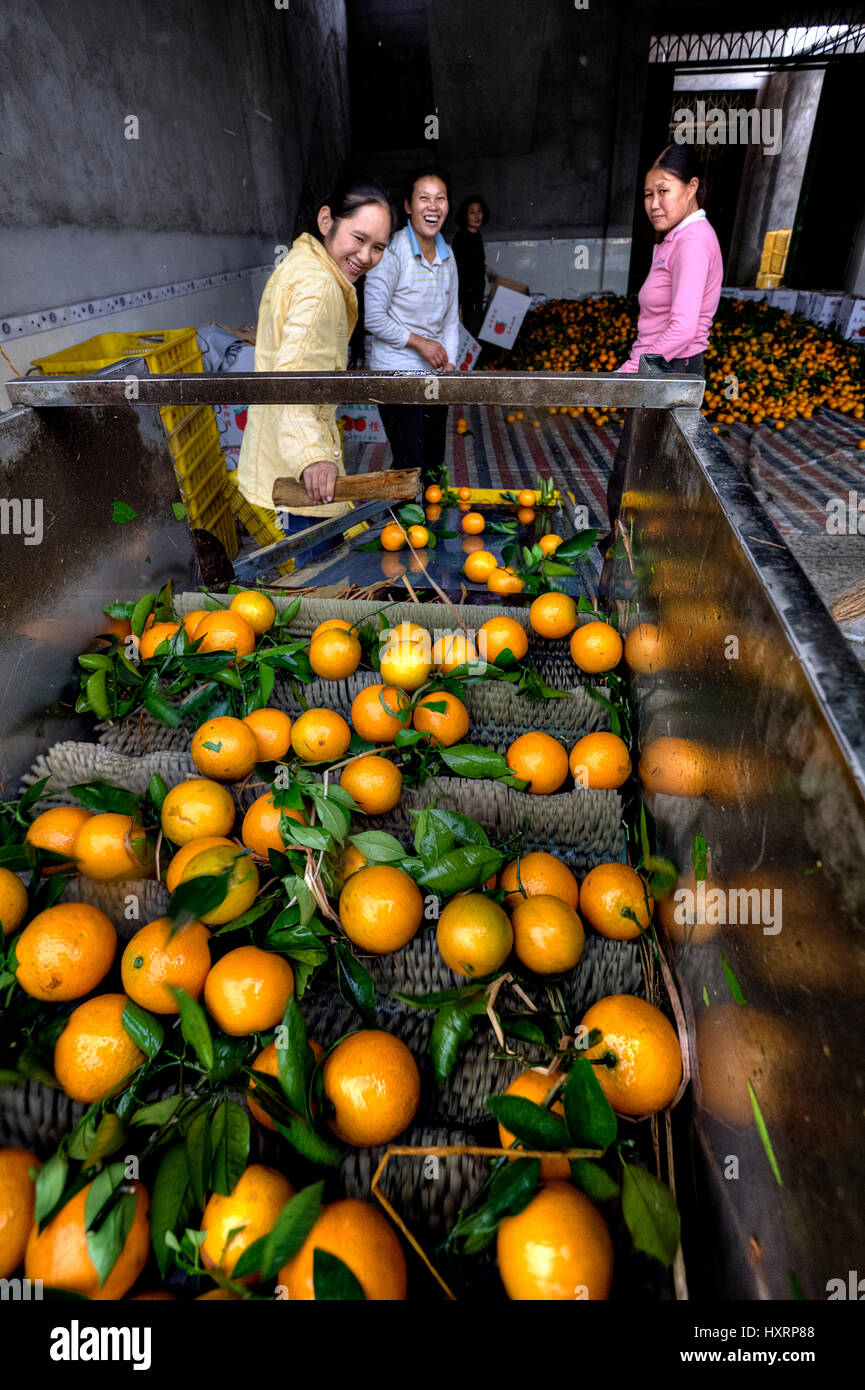 Fruit handling systems hi-res stock photography and images - Alamy