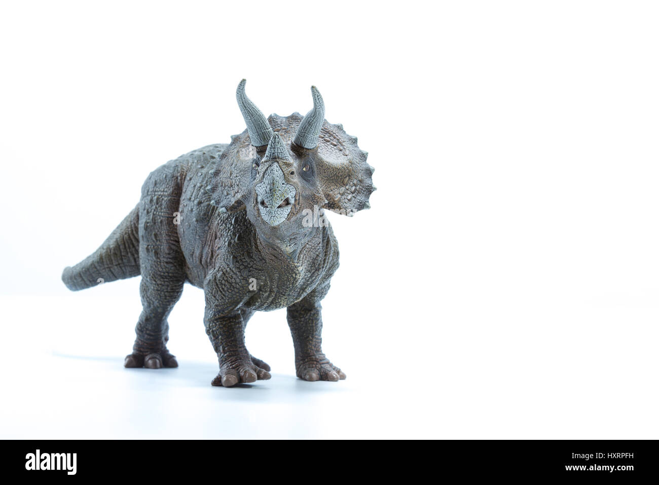 Triceratops dinosaurs toy isolated on white background - front view ...