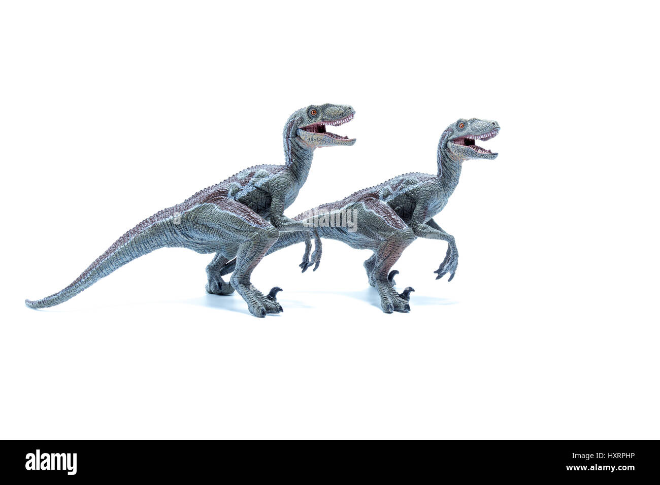 Two great Velociraptor dinosaurs toy side by side isolated on white ...