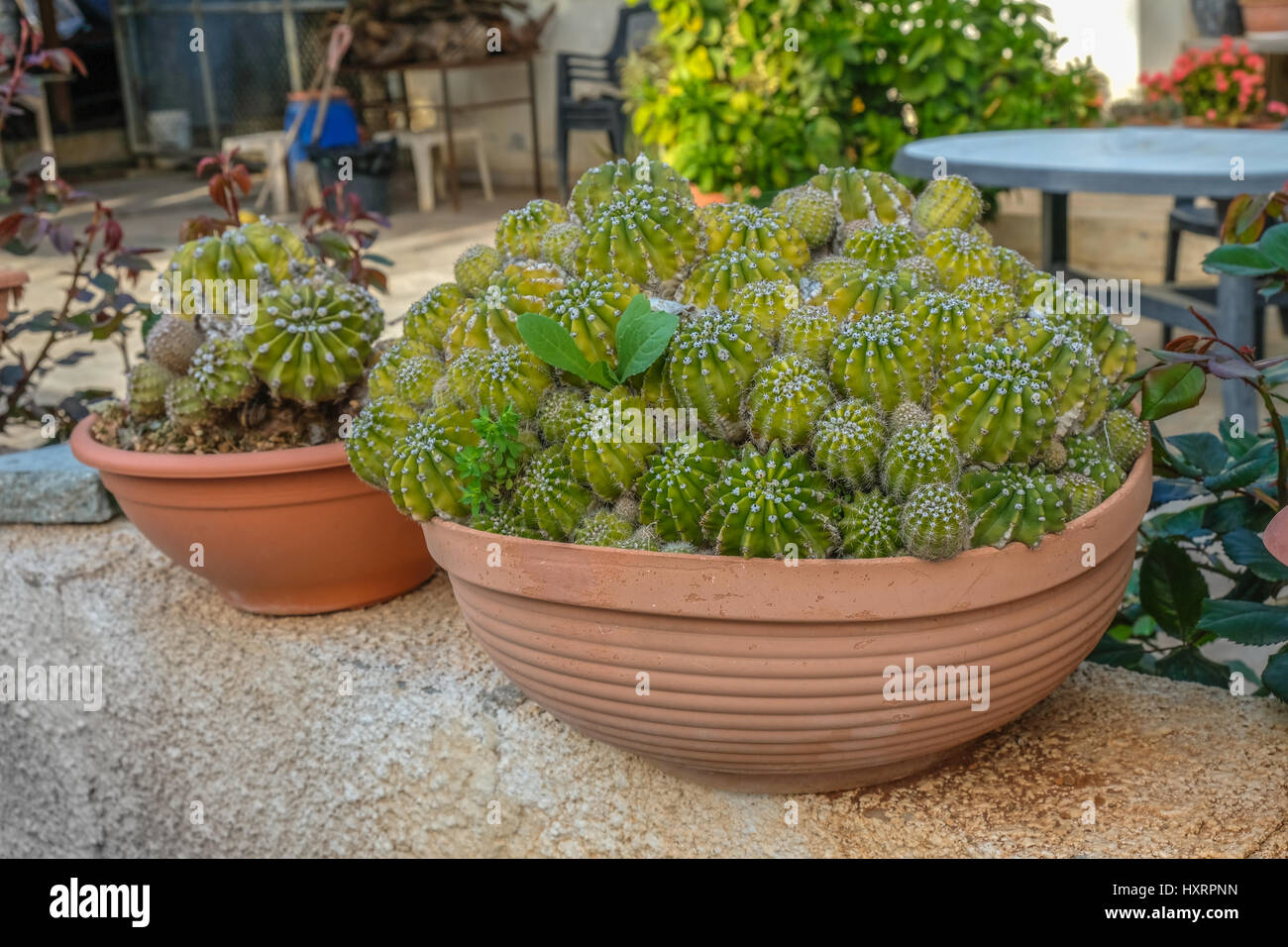 Large pot of green round cacti in the garden Stock Photo - Alamy