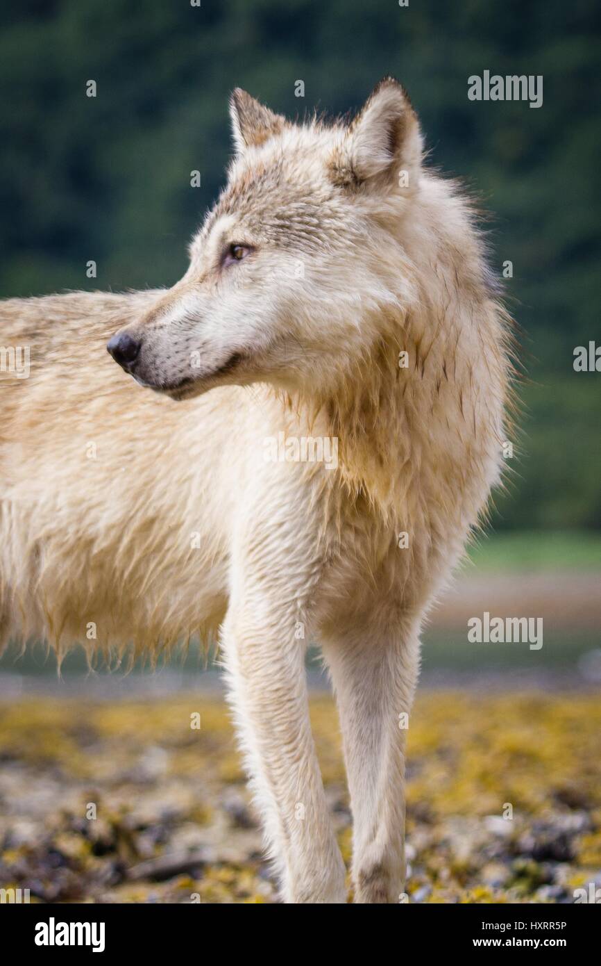 A lone coastal grey wolf along Geographic Harbor in Katmai National ...