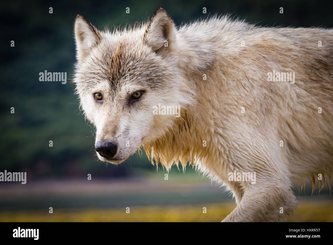 A lone coastal grey wolf along Geographic Harbor in Katmai National ...