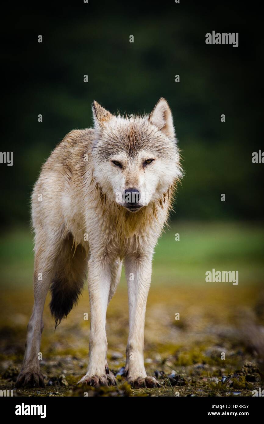 Coastal wolf hunting hi-res stock photography and images - Alamy
