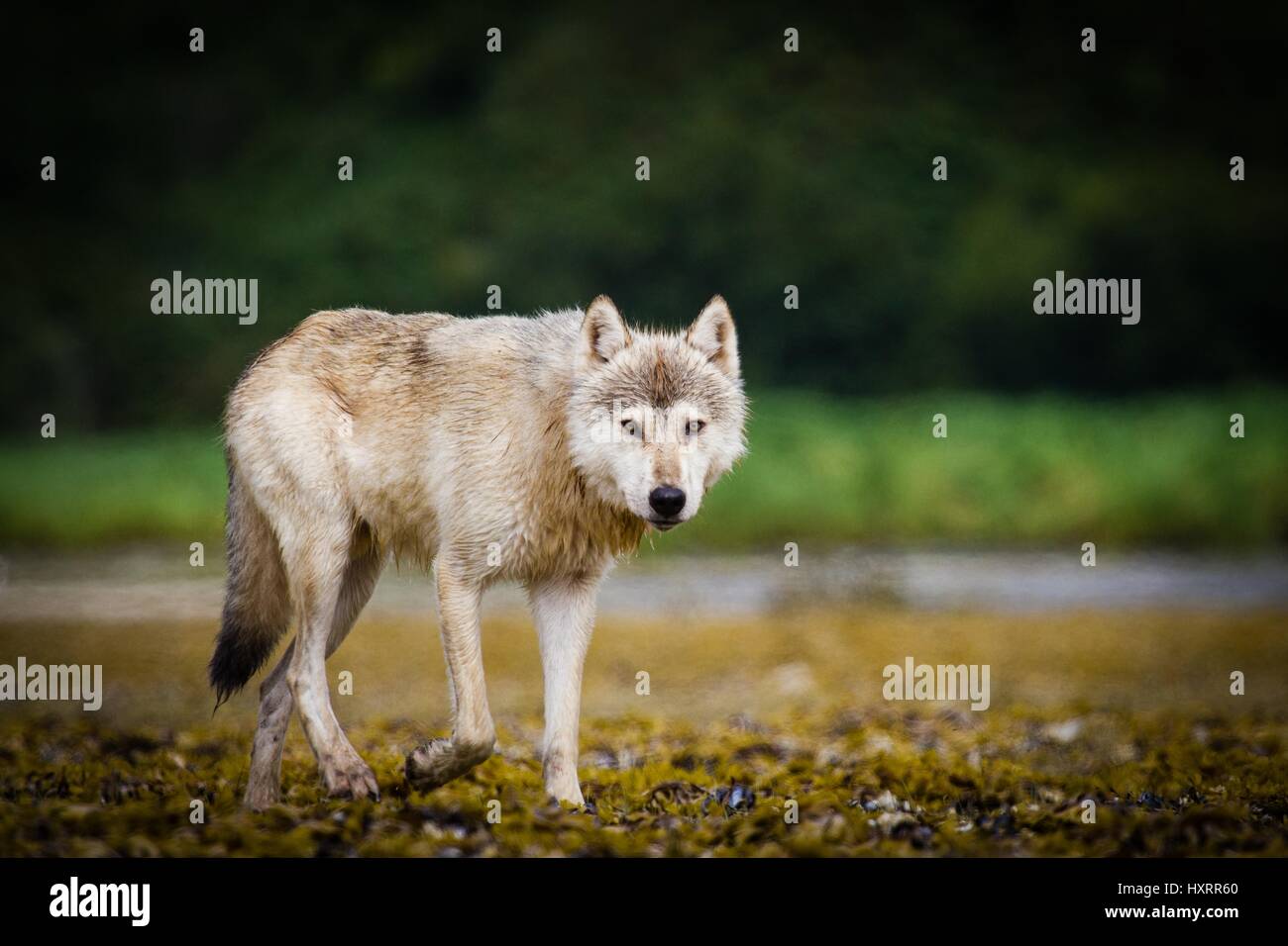 A lone coastal grey wolf along Geographic Harbor in Katmai National ...