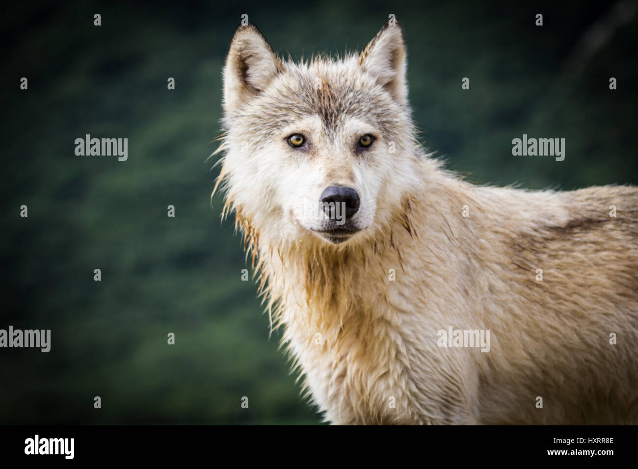 Grey wolves hunting usa hi-res stock photography and images - Alamy