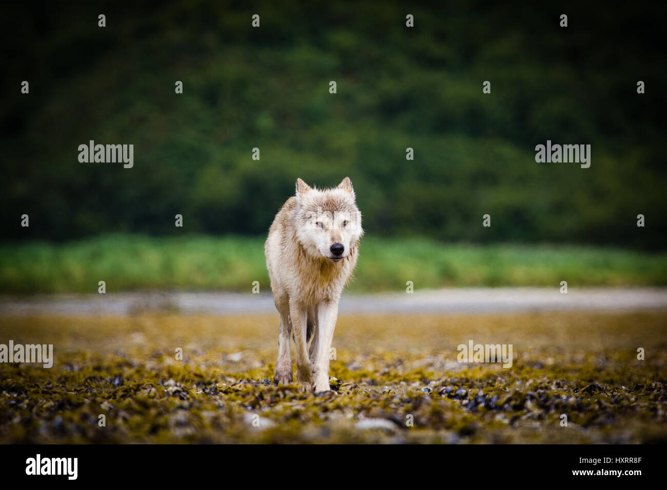 A lone coastal grey wolf along Geographic Harbor in Katmai National ...