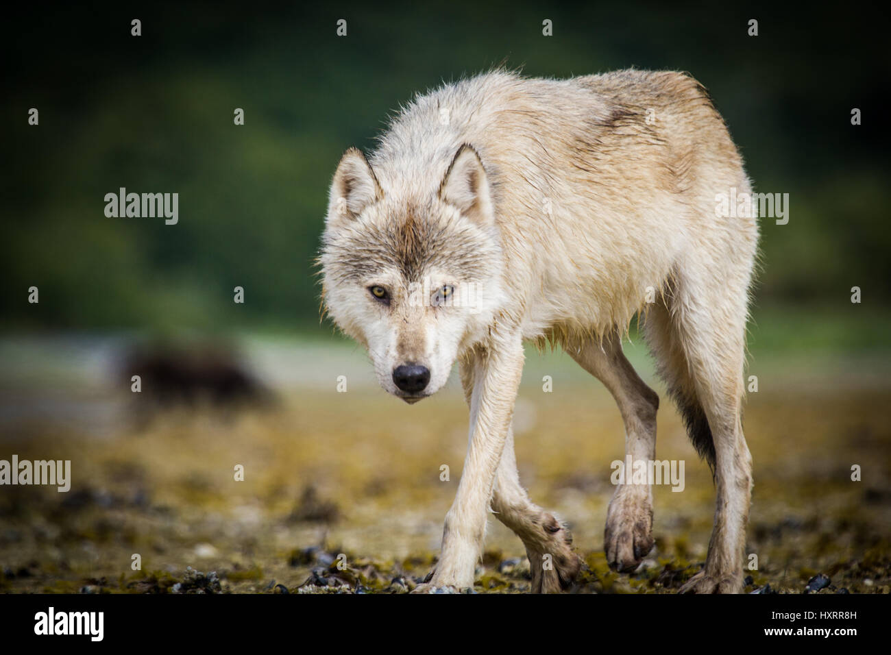 A lone coastal grey wolf along Geographic Harbor in Katmai National ...