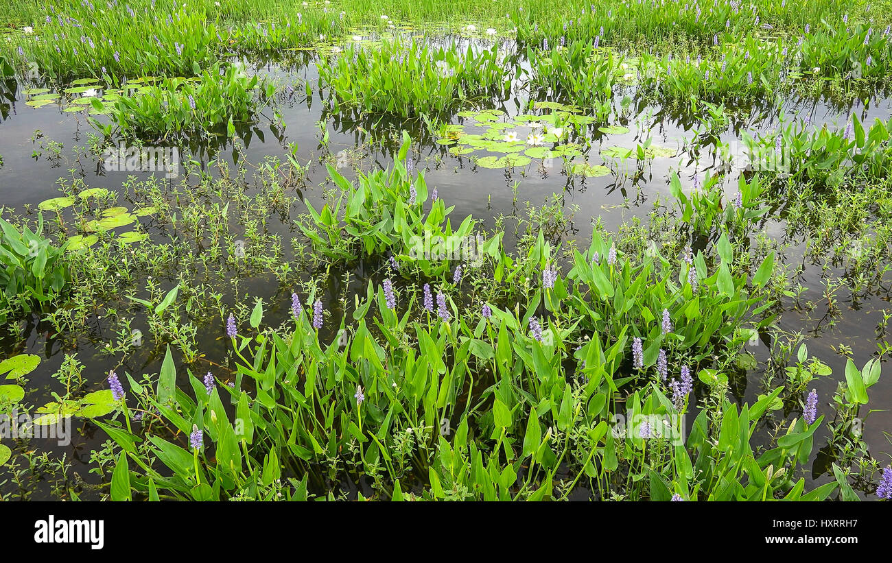 Louisiana Swamp Plants Visit New Orleans Swamps Swamp Tours New