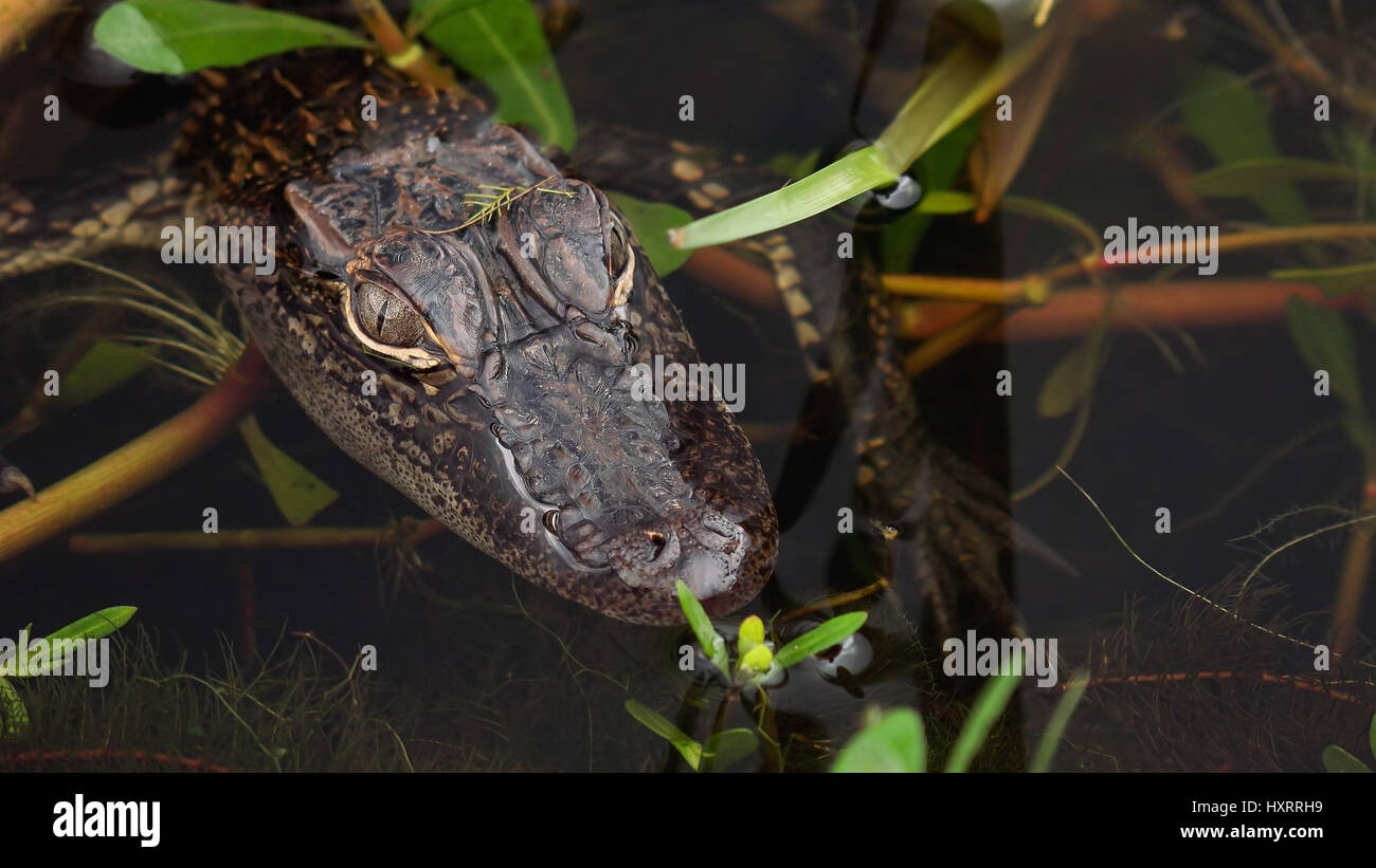 Juvenile alligator hi-res stock photography and images - Alamy