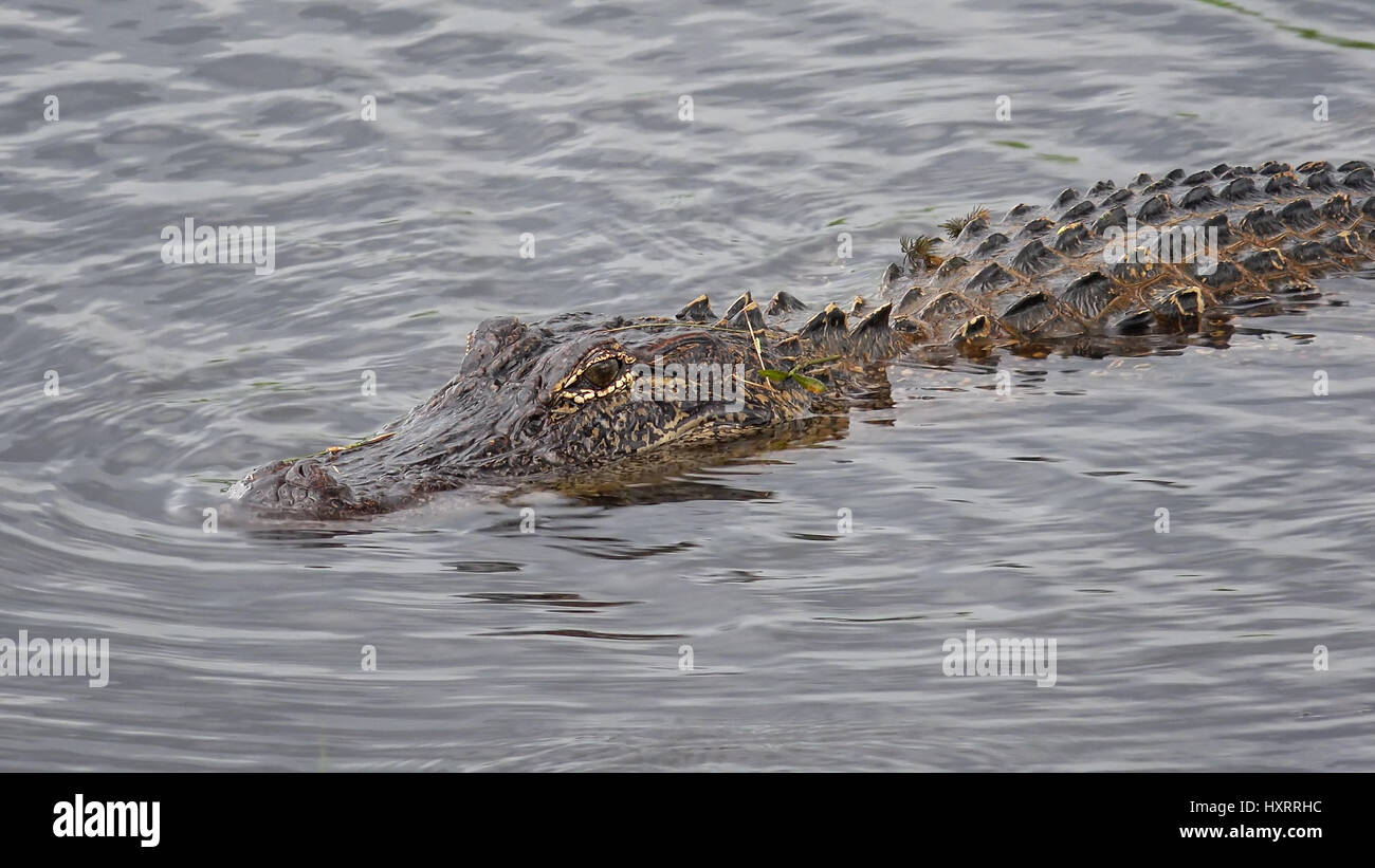American Alligator swims in marsh along Pintail Wildlife Drive at ...