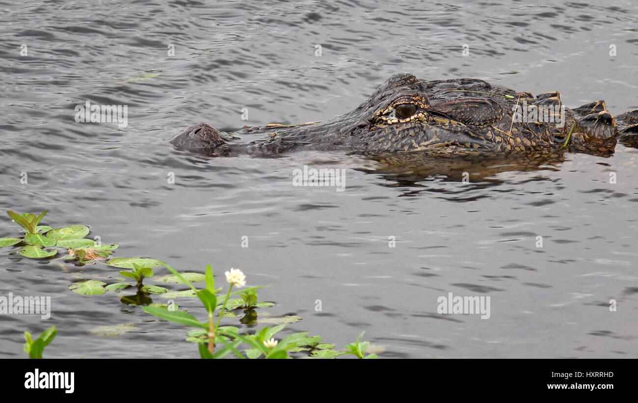 American alligator floats in a marsh along Pintail Wildlife Drive at ...