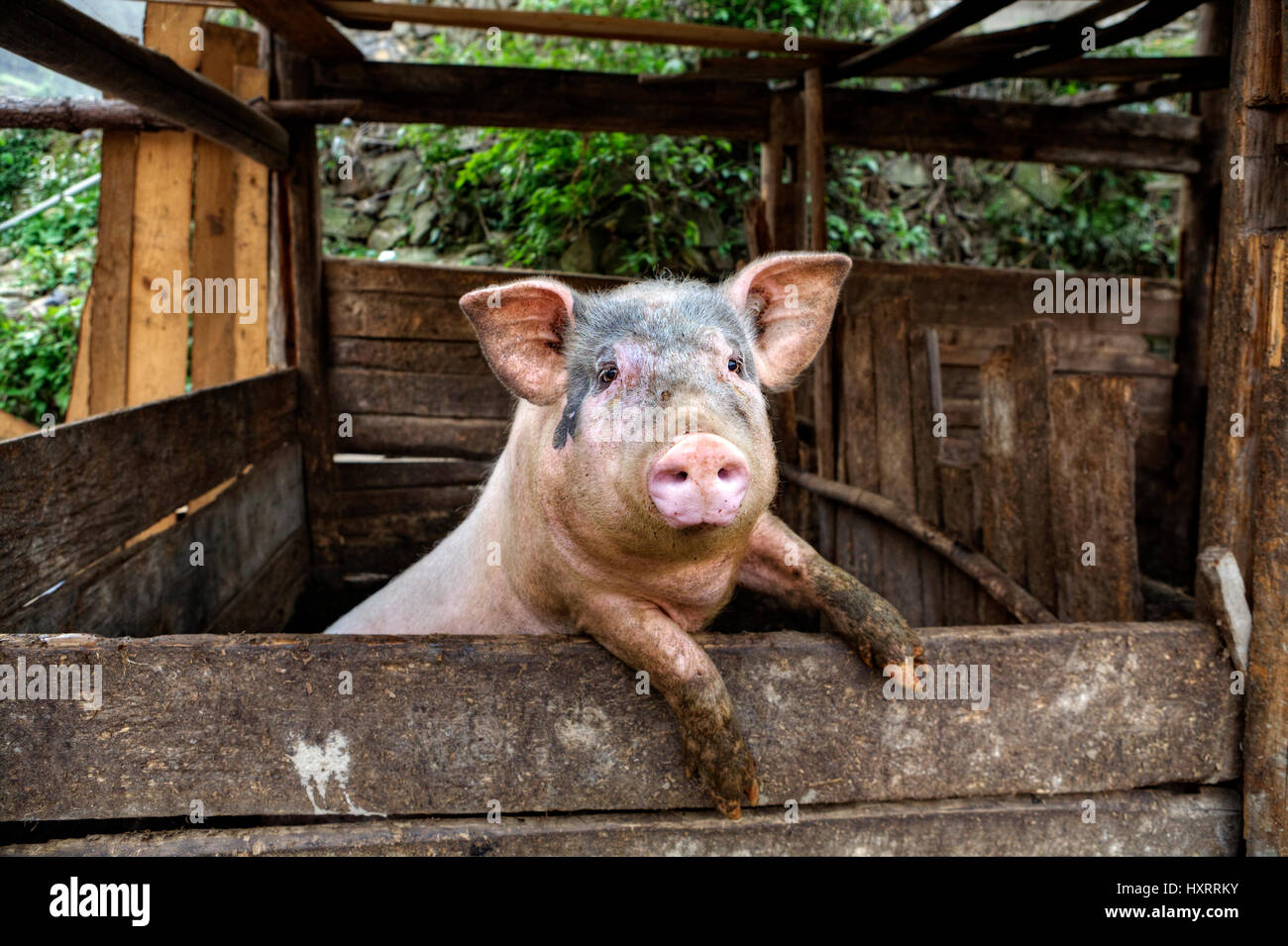 Pig stye hi-res stock photography and images - Alamy