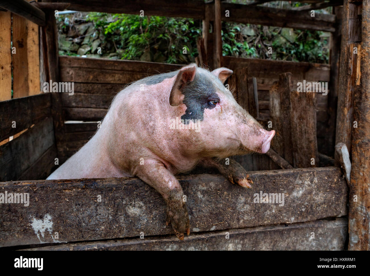 One Muddy hog, dirty domestic Pig standing on the hind legs, leaning on ...