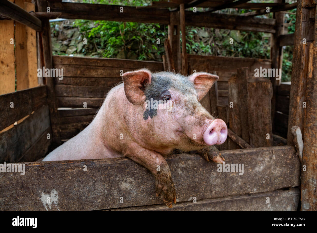 Pig farms, One dirty hog stand on hind legs, leaning on a fence Stock ...