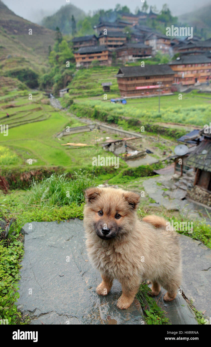 Chinese rural dog hi-res stock photography and images - Alamy