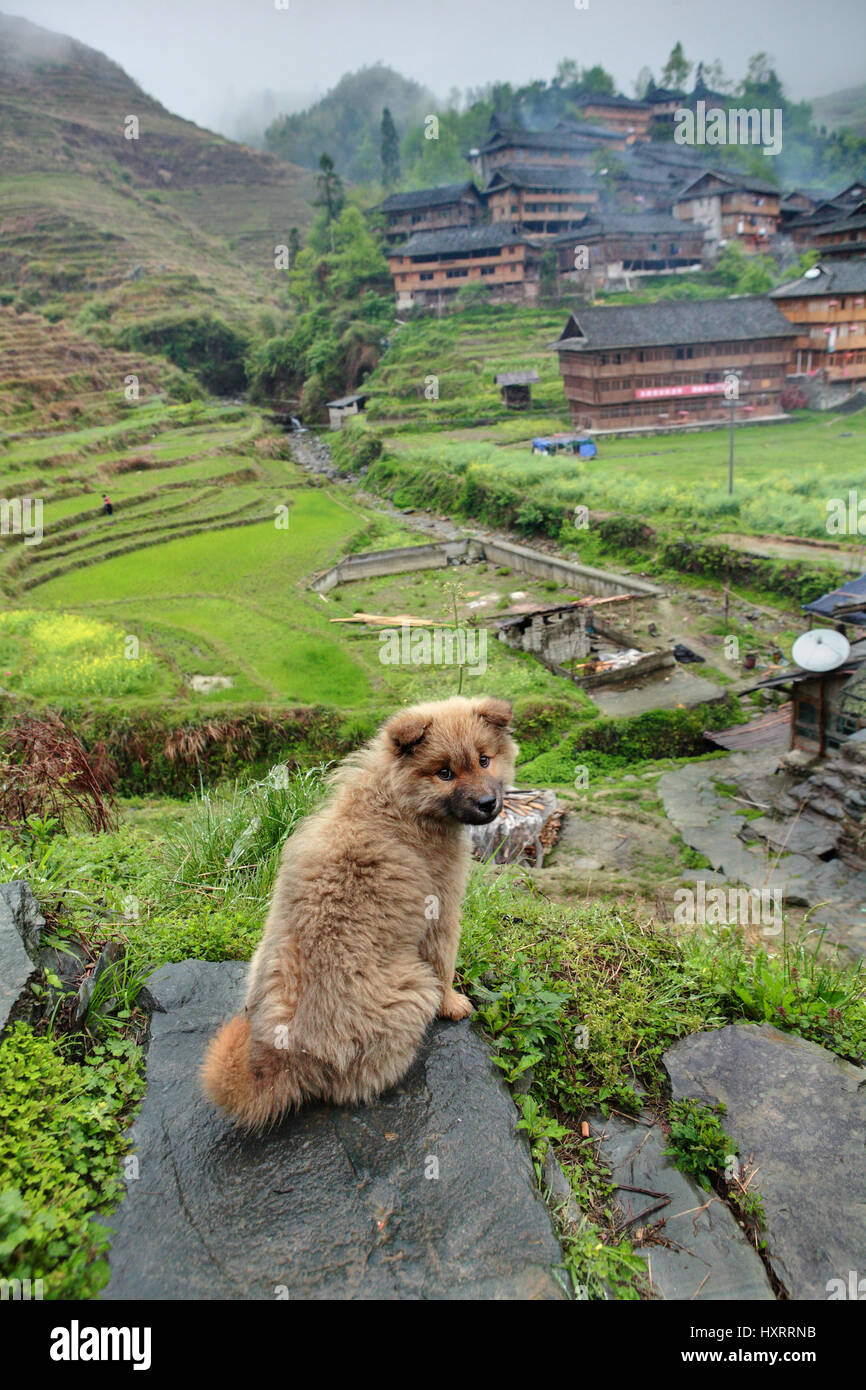 Chinese rural dog hi-res stock photography and images - Alamy