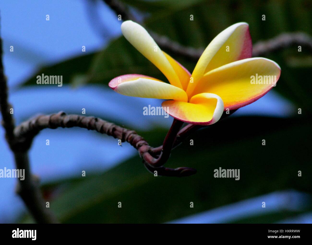Plumeria Plumeria is the national flower of the island of Saipan in the ...