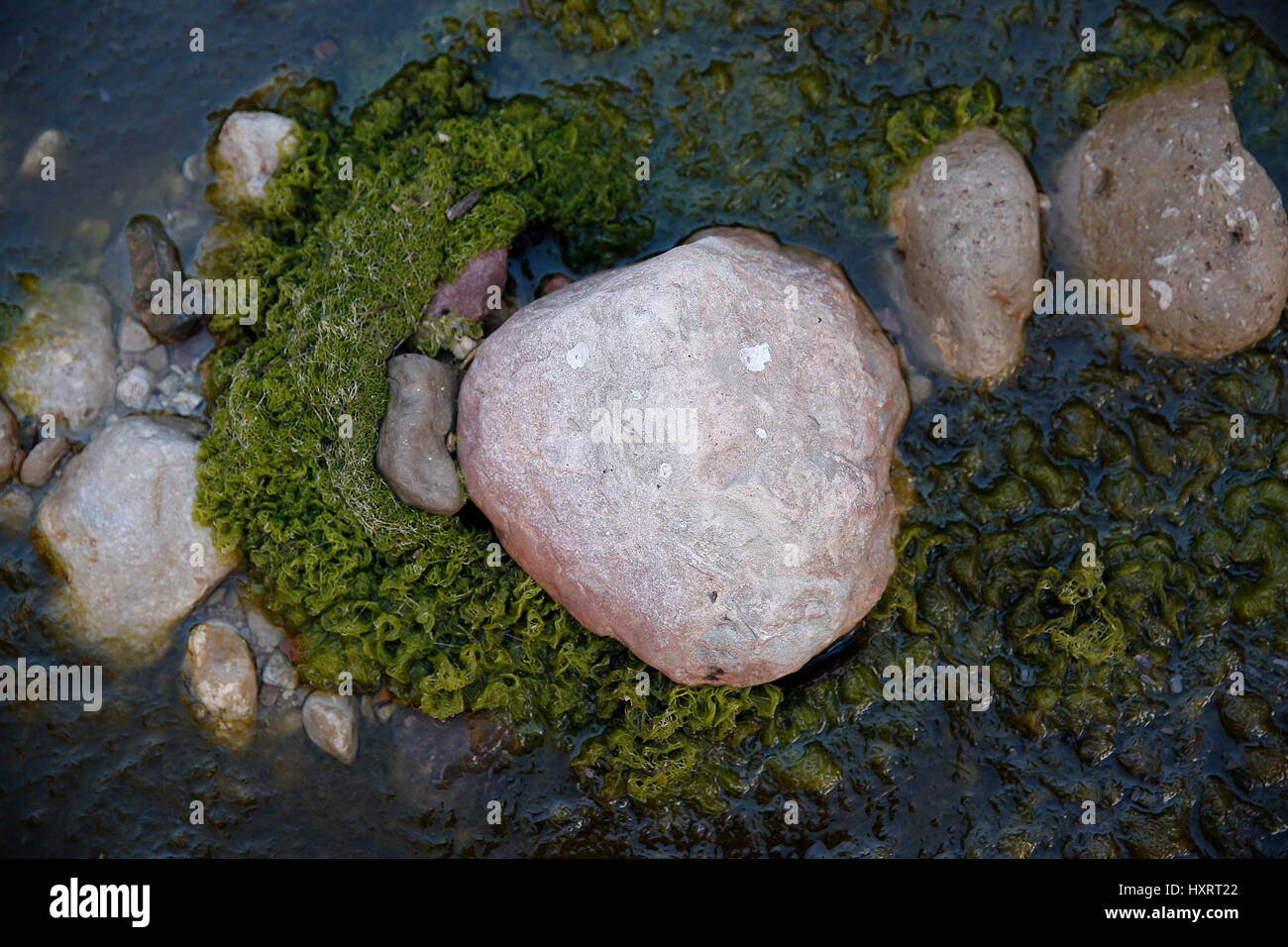 Rocks and moss in Grand Canyon National Park, Arizona, United States ...