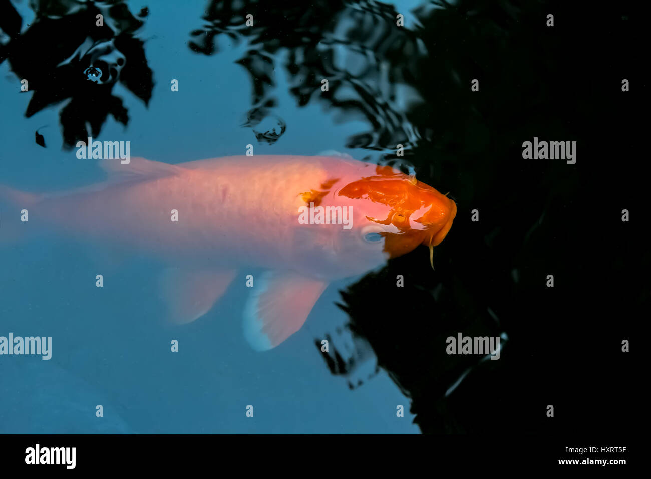 Koi kohaku hi-res stock photography and images - Alamy