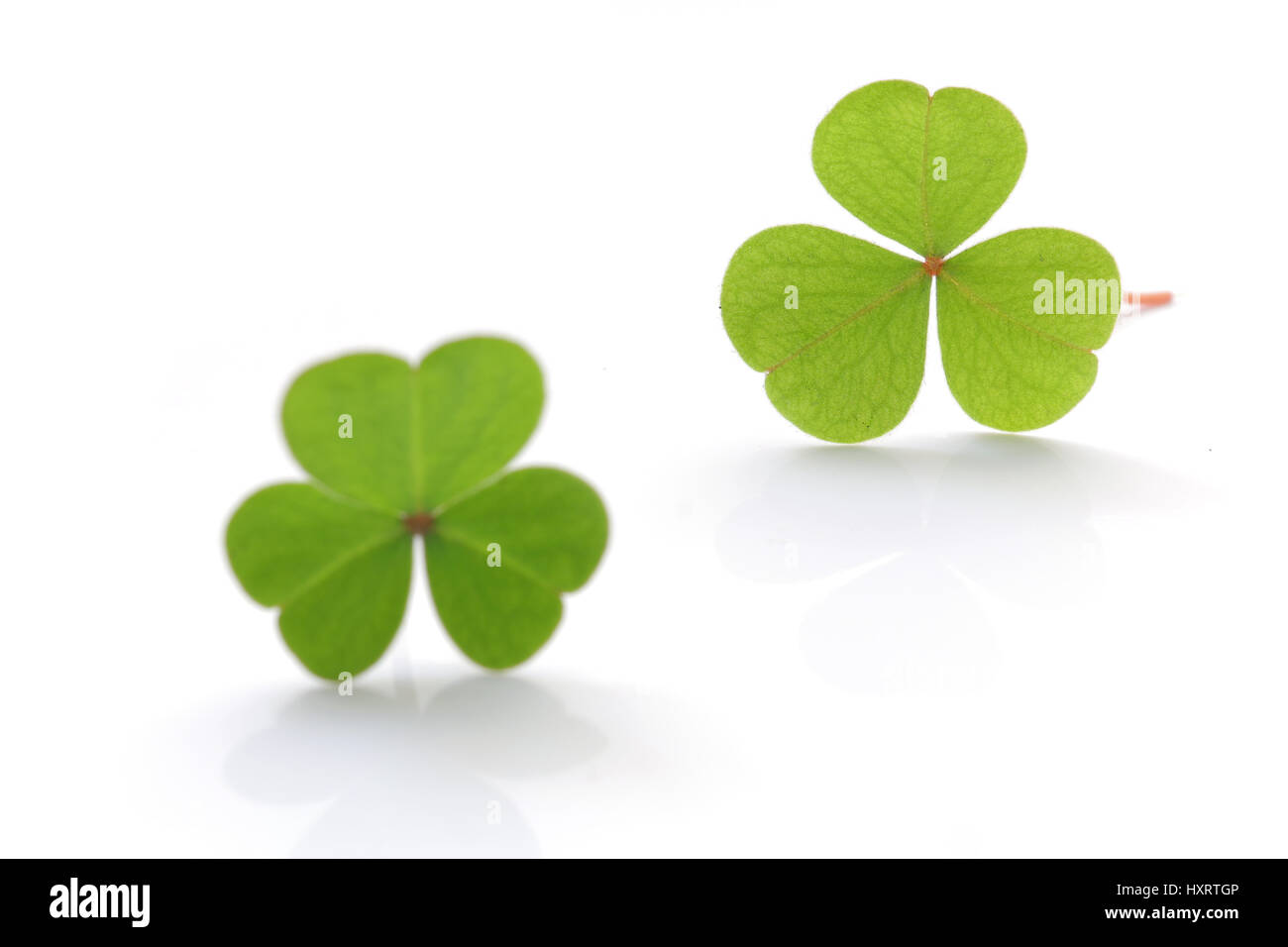 Fresh green clover leaf Cut Out Stock Images & Pictures - Alamy
