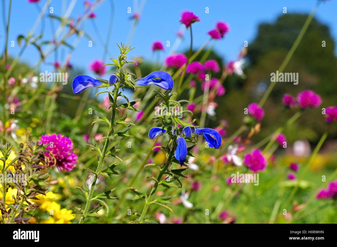 Salvia patens hi-res stock photography and images - Alamy