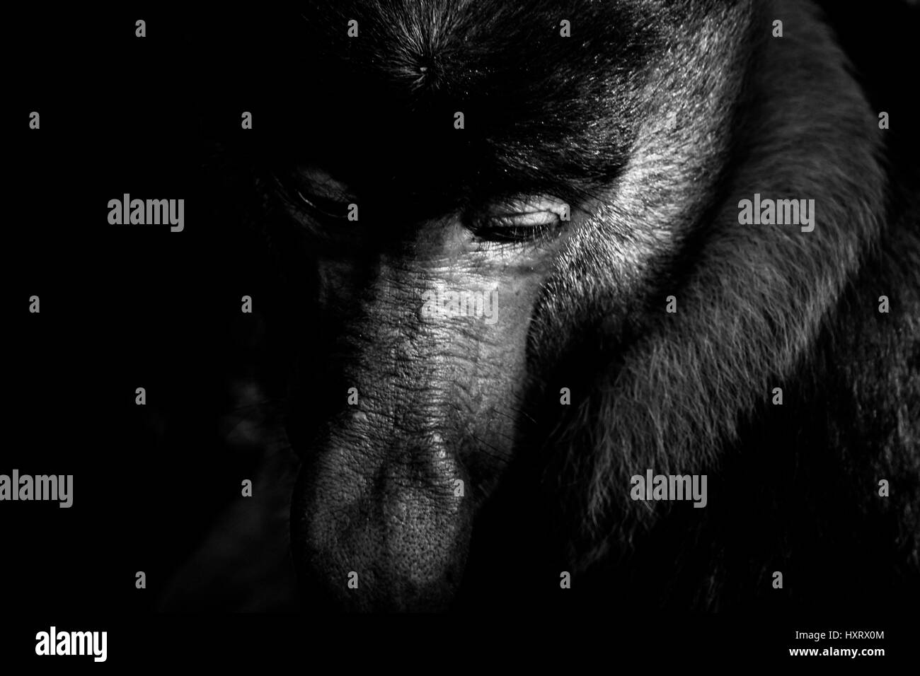 dominant male proboscis money close up bnw Stock Photo - Alamy